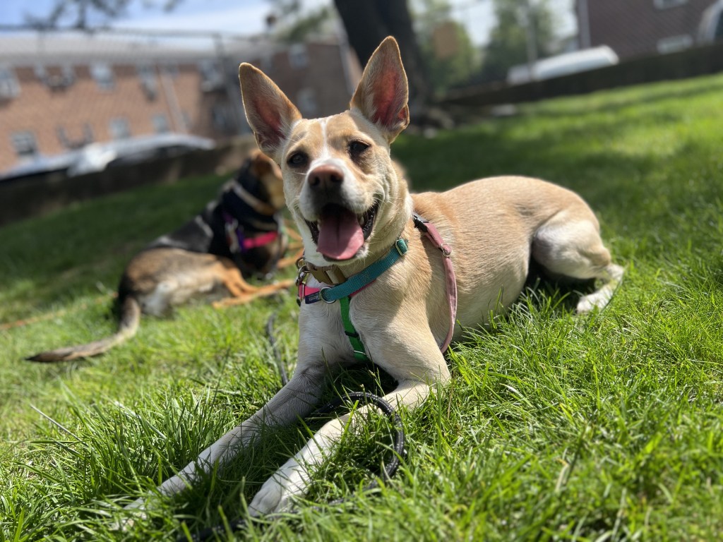 The ABCs of Dog Care: Essential Tips Every Owner Should Know - The Pets ...