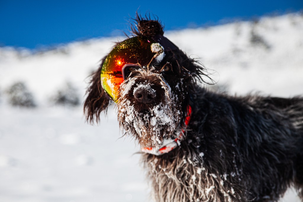 Tips for Keeping Your Dog Safe in Cold Weather - The Pets Table Blog