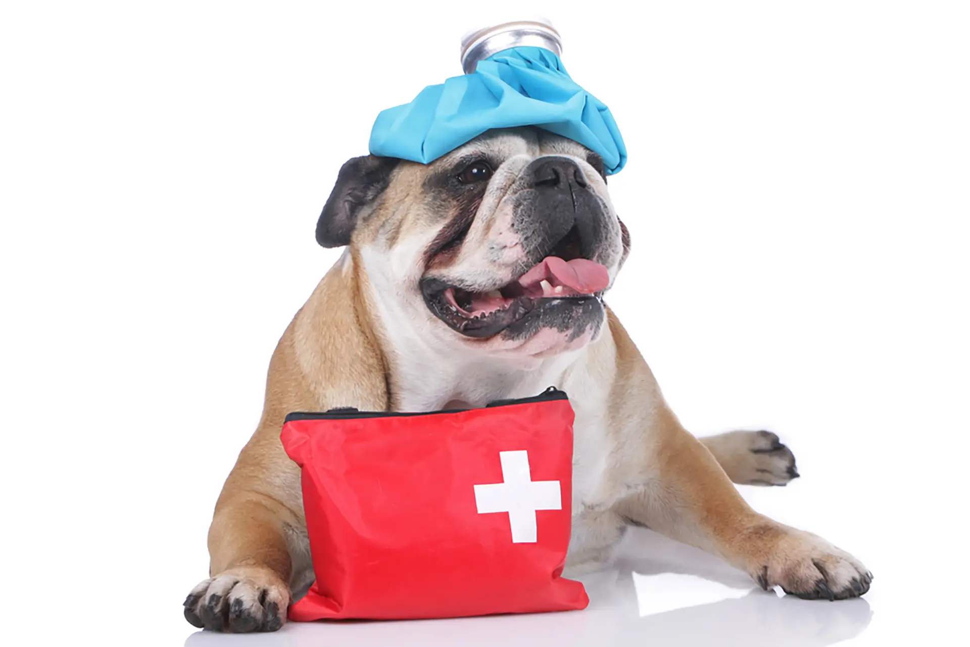 Emergency Preparedness for Your Furry Friend: Creating a Dog First Aid ...