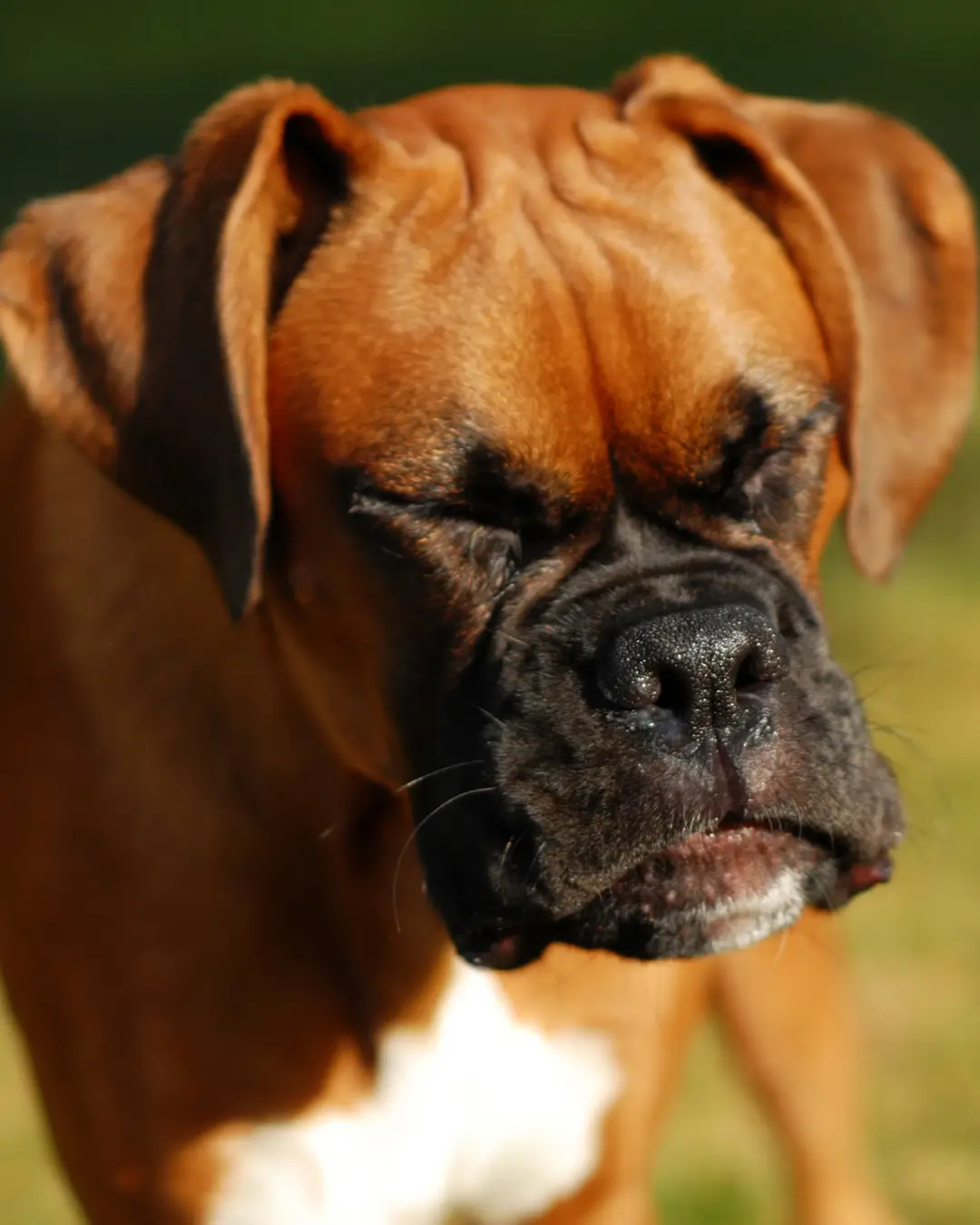 Reverse Sneezing in Dogs: Everything You Should Know - The Pets Table Blog
