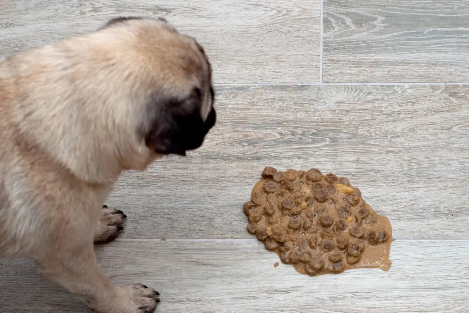 Dog Throwing Up Undigested Food: What To Do - The Pets Table Blog