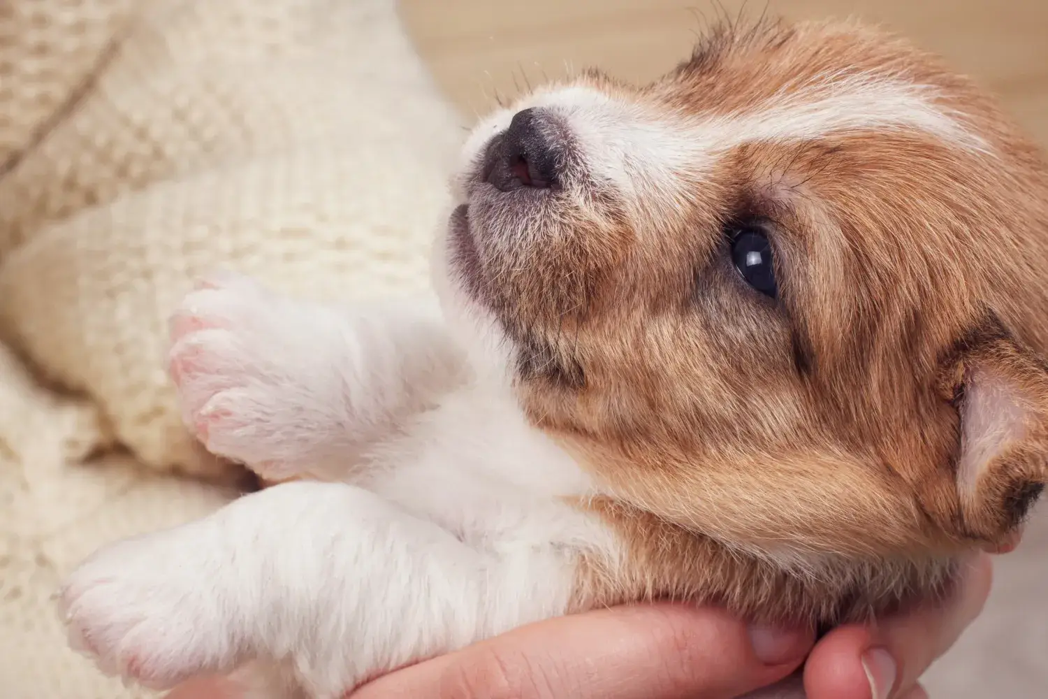 New Puppy Checklist: 9 Essentials You'll Need - The Pets Table