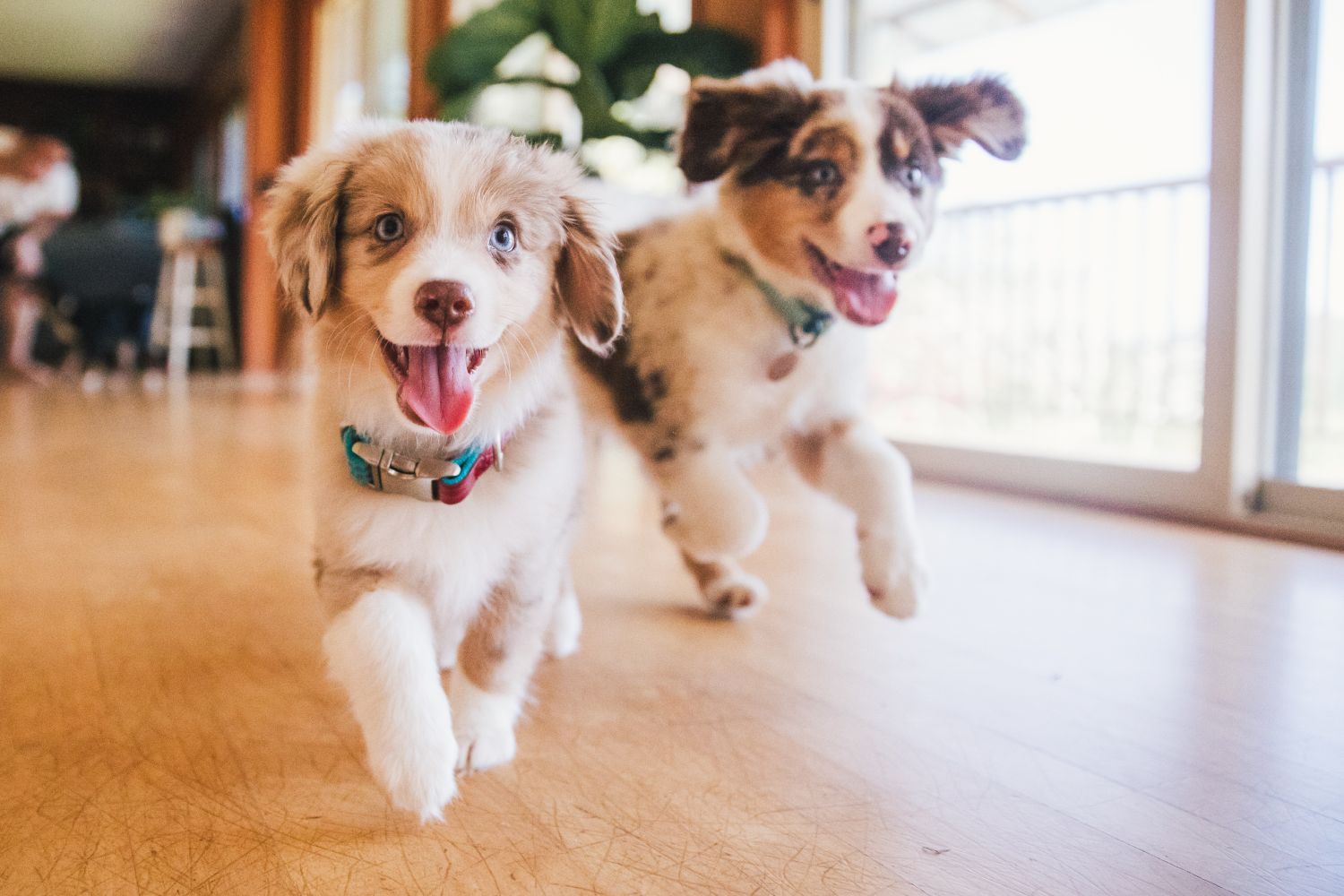 How To Choose Trusted Fresh Puppy Food Without Confusing Labels - The ...